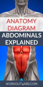 Abdominal Muscles Diagram - Workout for Abs Training Videos and Information